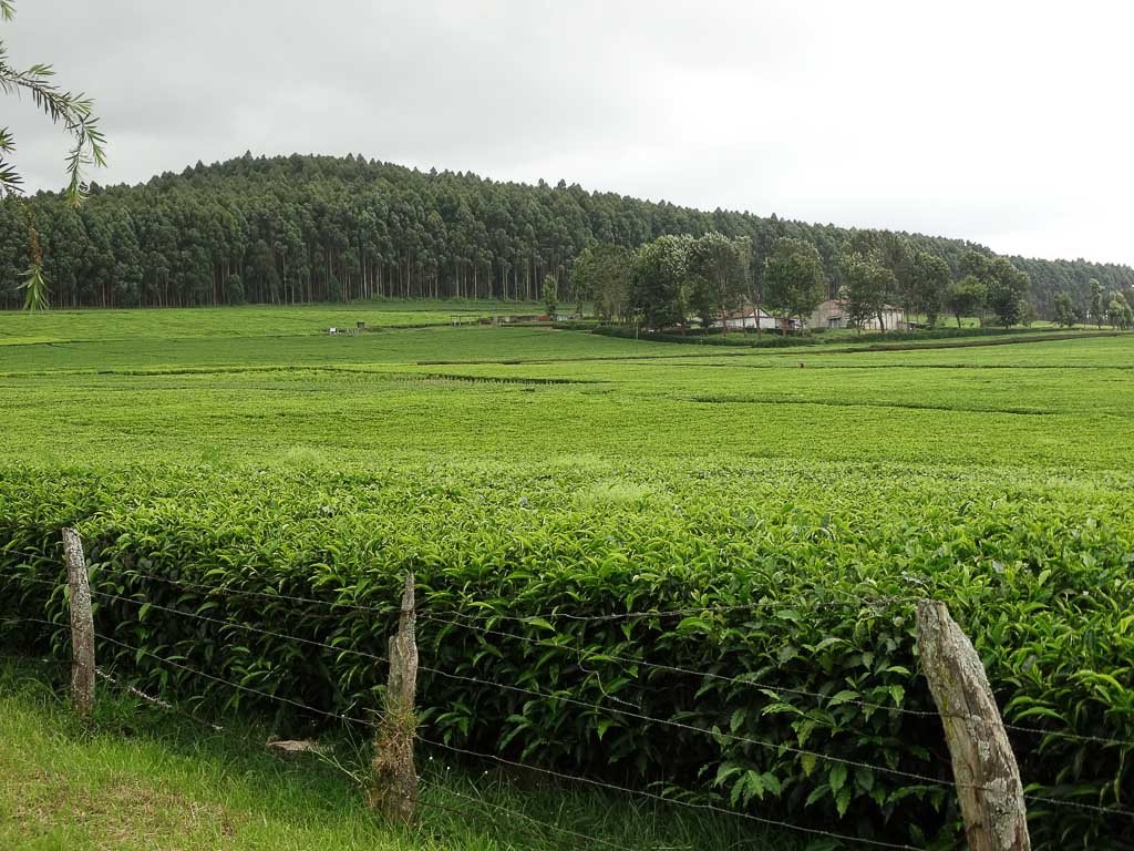 Kericho County - KTDA