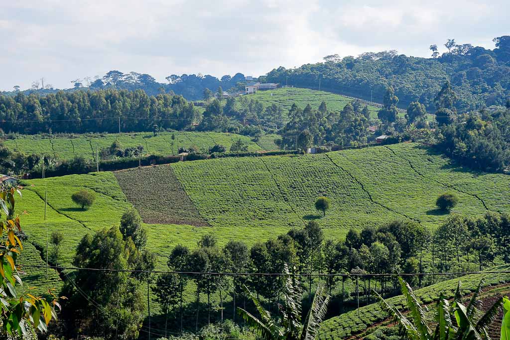 Kericho County - KTDA