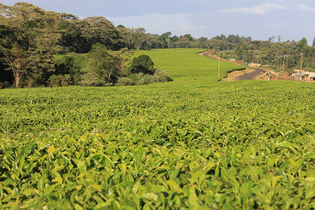 Igembe Tea Factory - KTDA