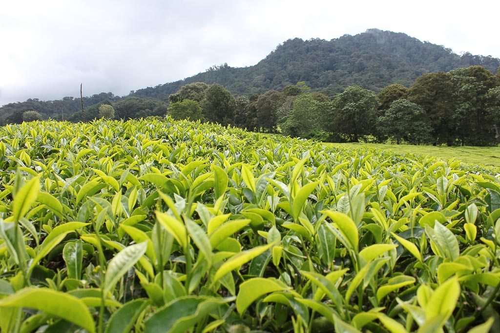 KTDA - Global Leader in Quality Teas