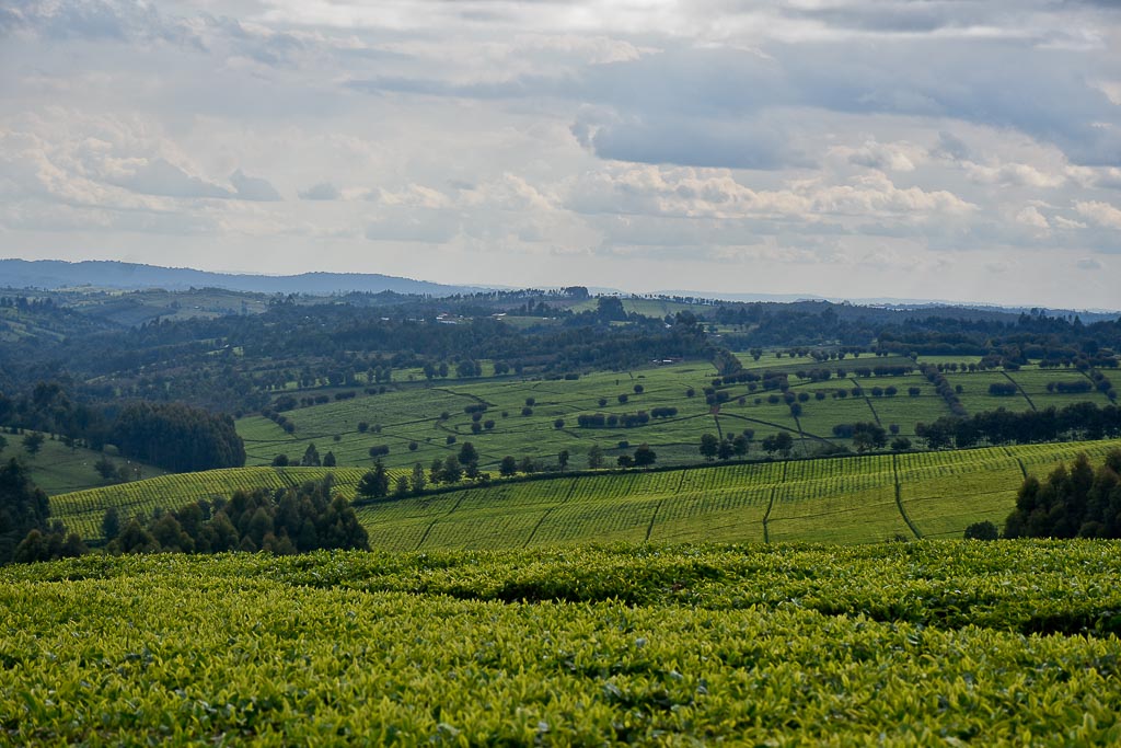 Kobel Tea Factory - KTDA