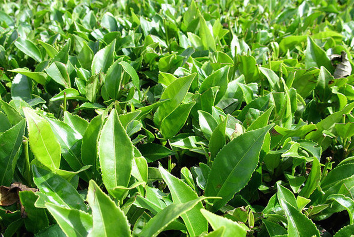 Muranga County - KTDA